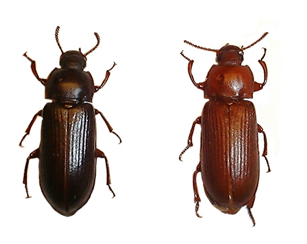 Insect Cuticle – Armitage Lab